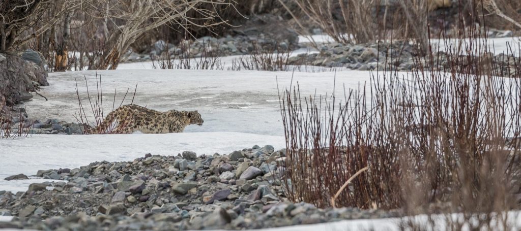 Ladakh hosts a dense Snow Leopard population - The South Asia Travel ...